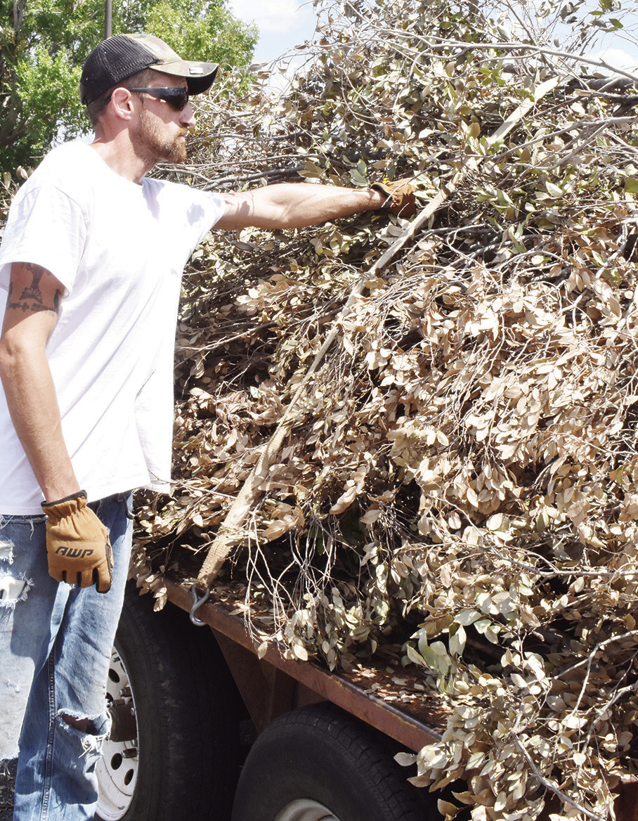 Clearing out trees | Clinton Daily News