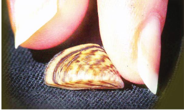 Zebra mussel infestation raises concern at Foss | Clinton Daily News